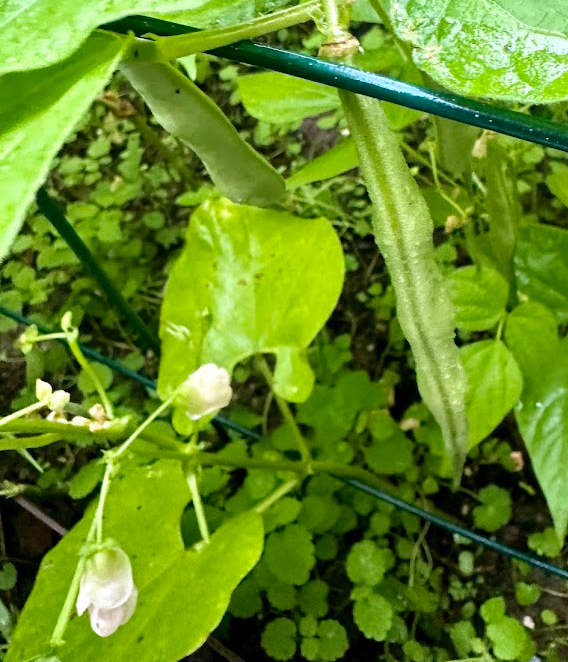 How to Grow Beans at Home - Christobel Travel
